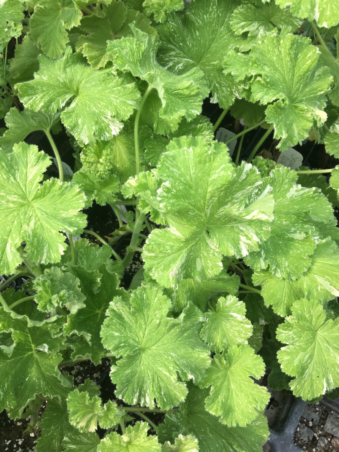 Pelargonium Sp. Snowflake Rose Geranium Variegated Live Plant in 4 Inch ...