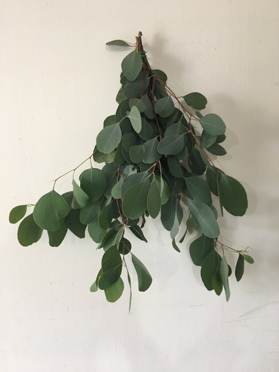 Eucalyptus Polyanthemos