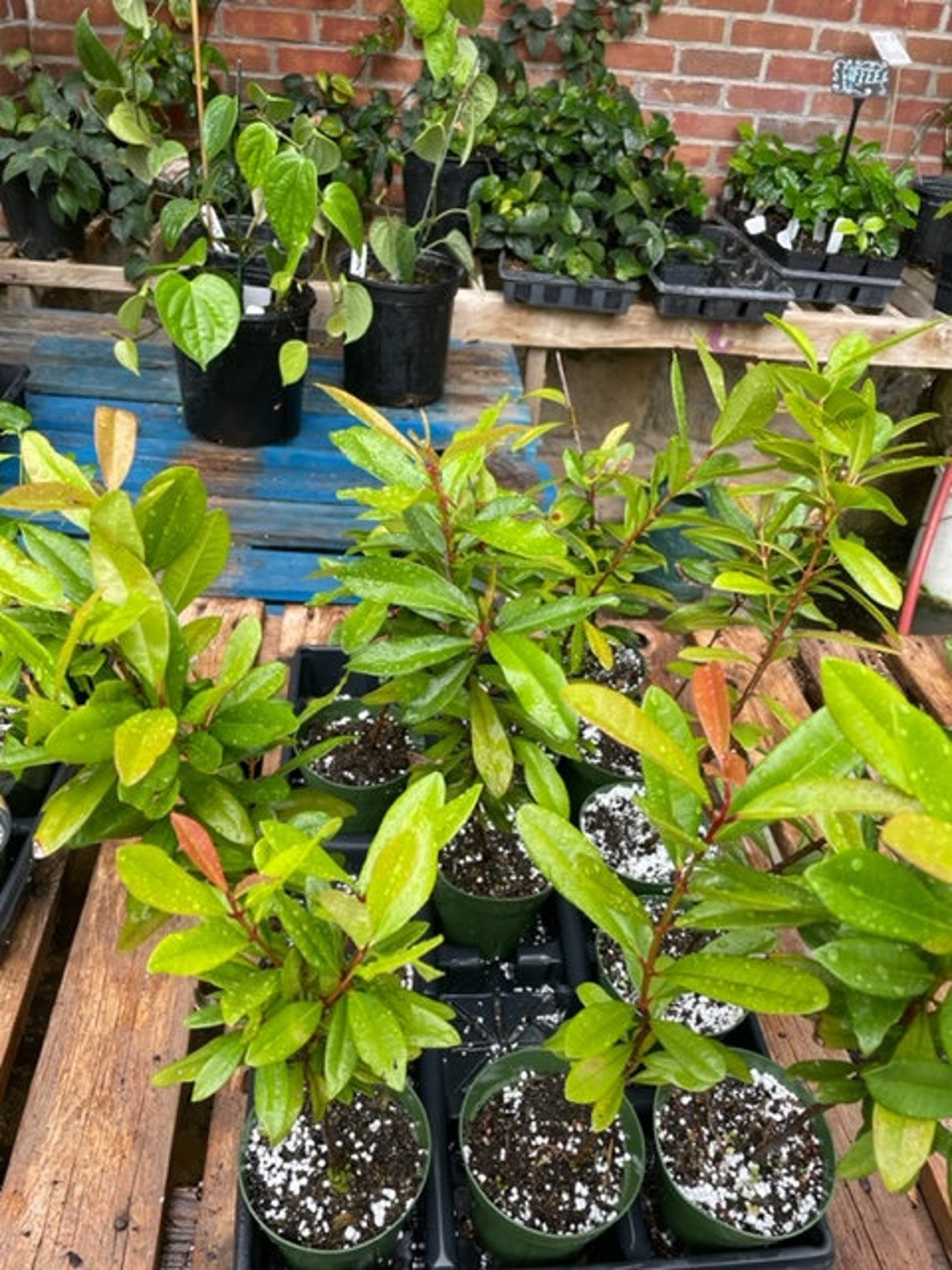 Pimenta Racemosa BAY RUM TREE Live Plant in 6 Pot - Etsy