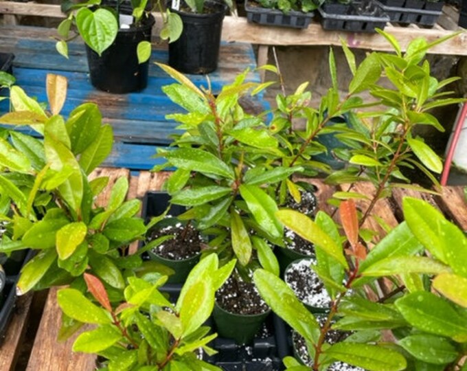 Pimenta Racemosa BAY RUM TREE Live Plant in 4" Pot - Etsy