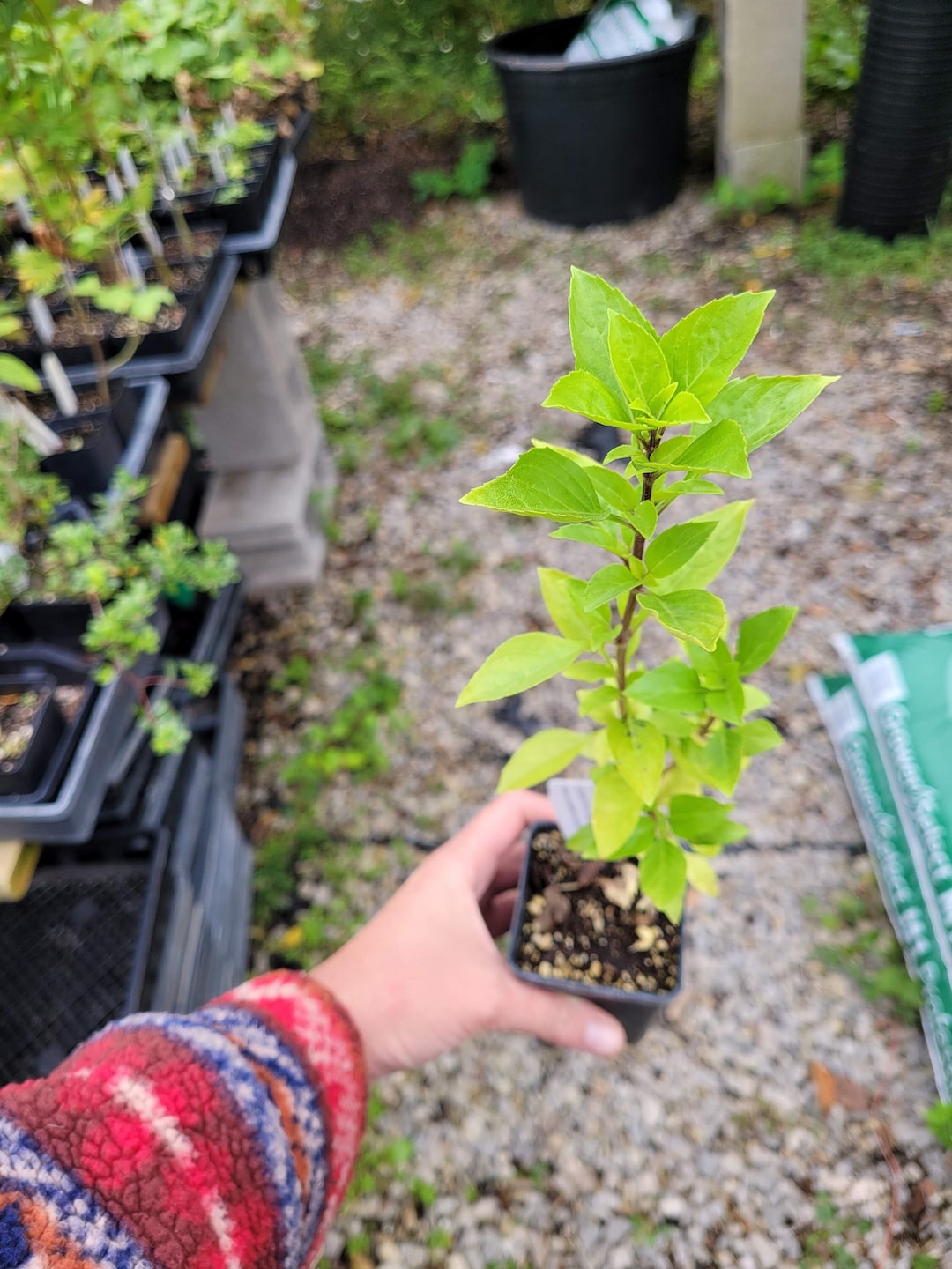 Ocimum Basilicum Var. Greek Columnar Basil Plant 2 1/2" Pot Culinary - Etsy