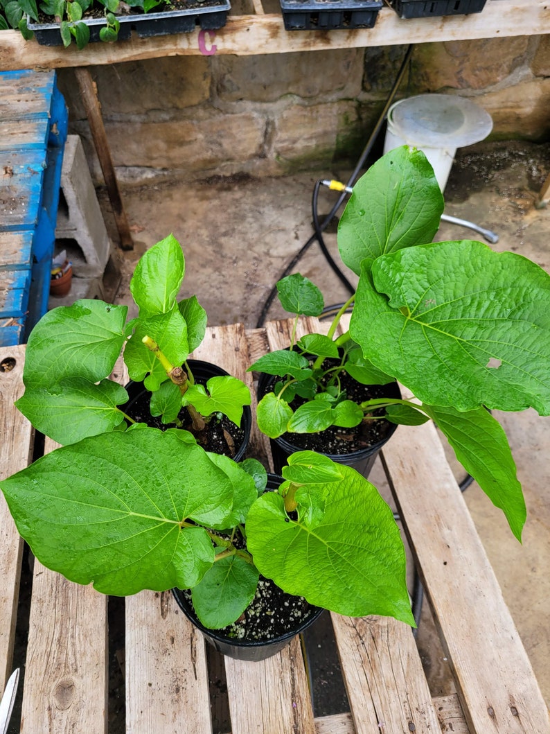 Piper Auritum Root Beer Plant Hoja Santa LIVE PLANT in GALLON Size Pot ...