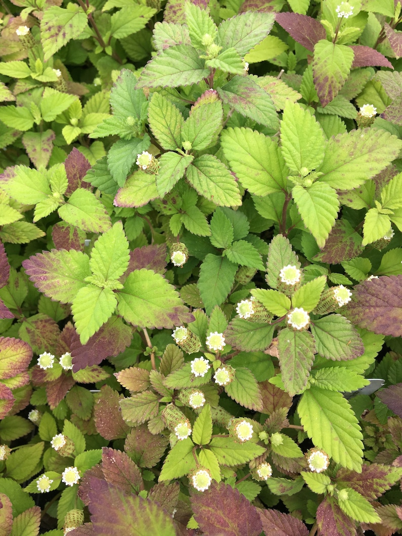 Lippia Dulcis Aztec Sweet Herb Live Plant in 2.5 Inch Pot - Etsy
