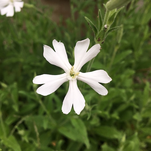 Silene Capensis Silene Undulata Xhosa African Dream Root LIVE - Etsy
