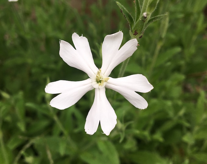 Silene Capensis (silene Undulata) Xhosa African Dream Root Plant in 4 ...