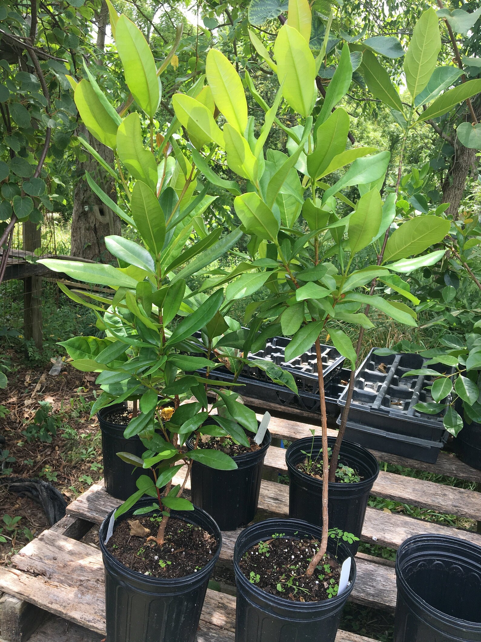 Pimenta Racemosa BAY RUM Tree Live Plant Live Tree 4 Pot | Etsy