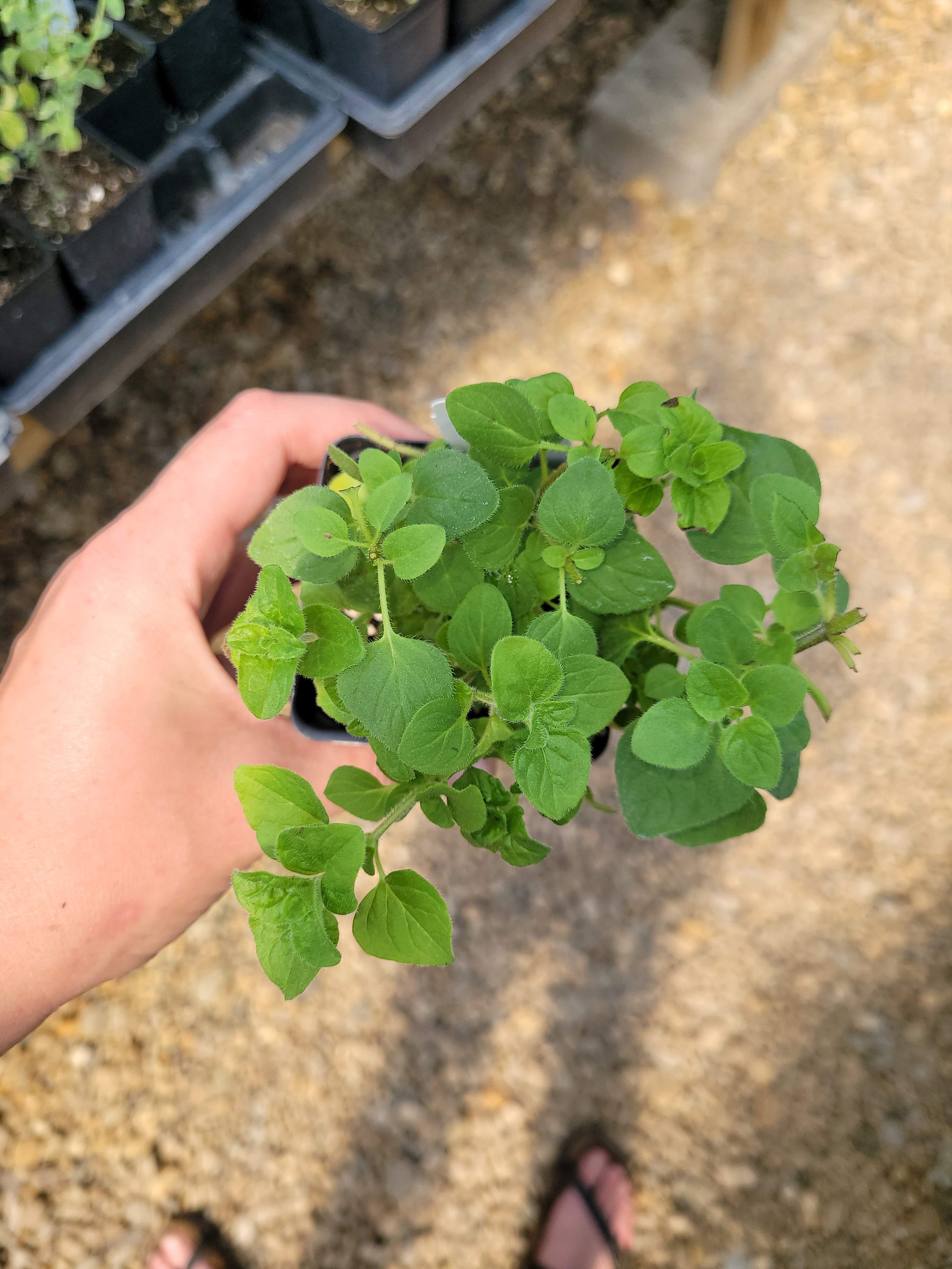 Origanum Heracleoticum Greek Oregano Plant in 2.5 Inch Pot - Etsy