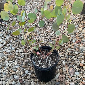 Eucalyptus Polyanthemos Red Box Eucalyptus Live Plant Gallon Pot - Etsy