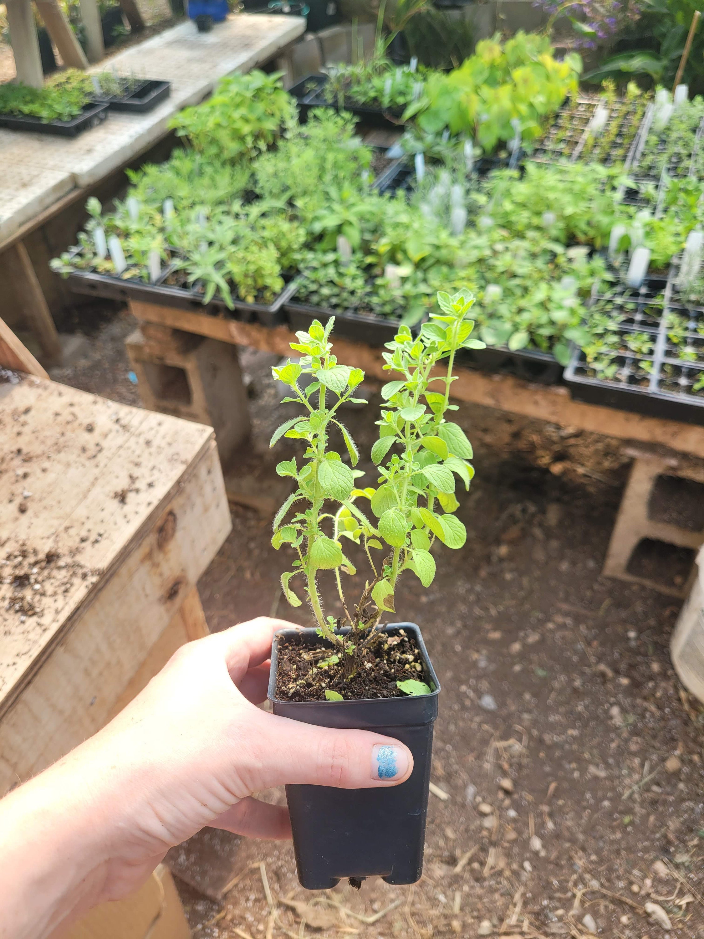 Origanum Onites Pot Marjoram LIVE PLANT in 2.5 Inch Pot - Etsy