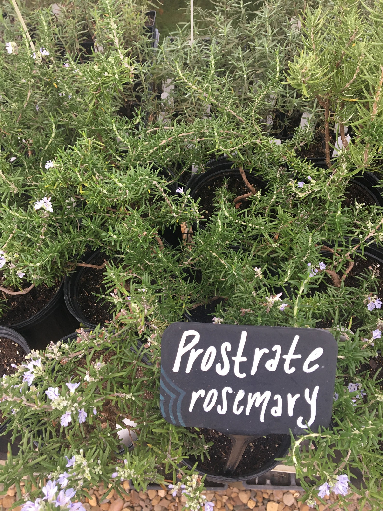 Rosmarinus Off. 'prostratus' Prostrate Rosemary Plant in Gallon Pot - Etsy