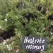 Rosmarinus Off. 'prostratus' Prostrate Rosemary Plant in Gallon Pot - Etsy