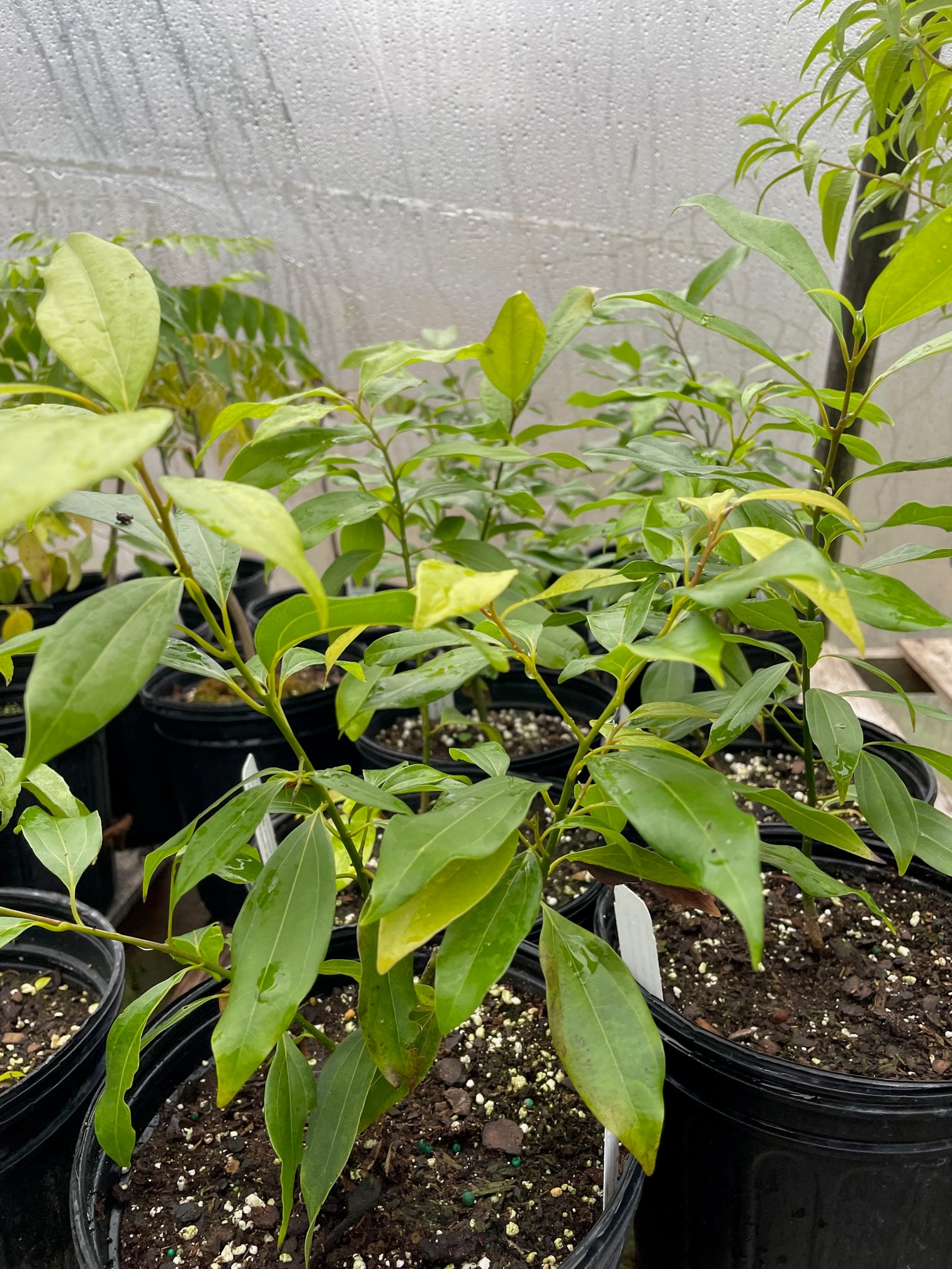 Cassia Cinnamon Tree