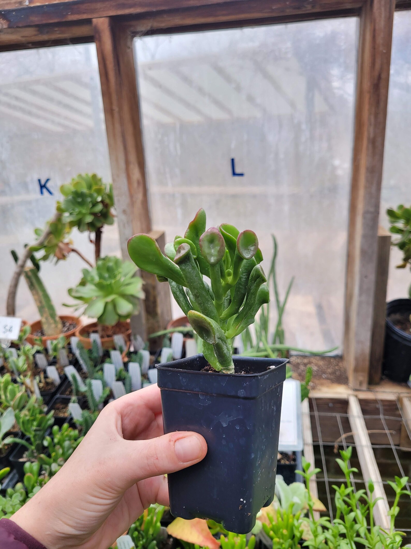 Crassula Ovata 'shrek's Ears' 'ogre Ears' | Etsy