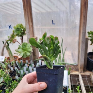 Crassula Ovata 'shrek's Ears', 'ogre Ears', Jade Succulent LIVE PLANT ...
