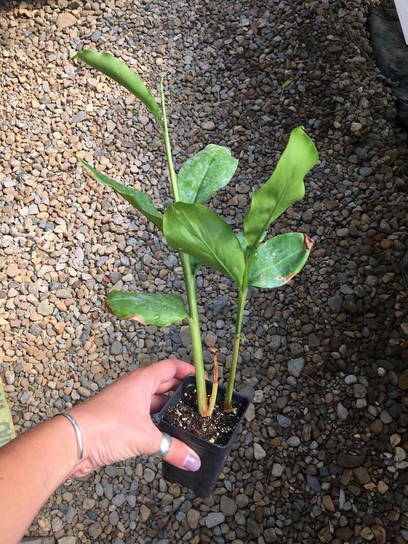 Alpinia Nutans Dwarf False Cardamom Shellflower Plant in 2.5 Inch Pot ...