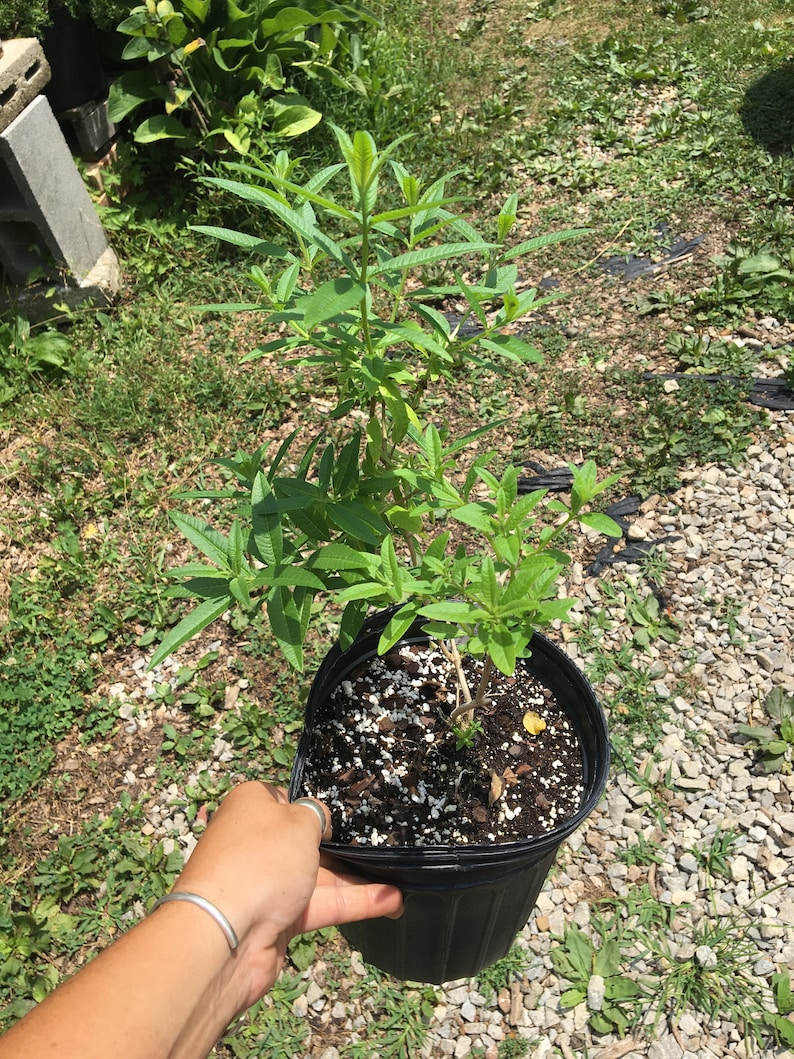 Aloysia Triphylla LEMON VERBENA Live Plant in GALLON Size Pot - Etsy