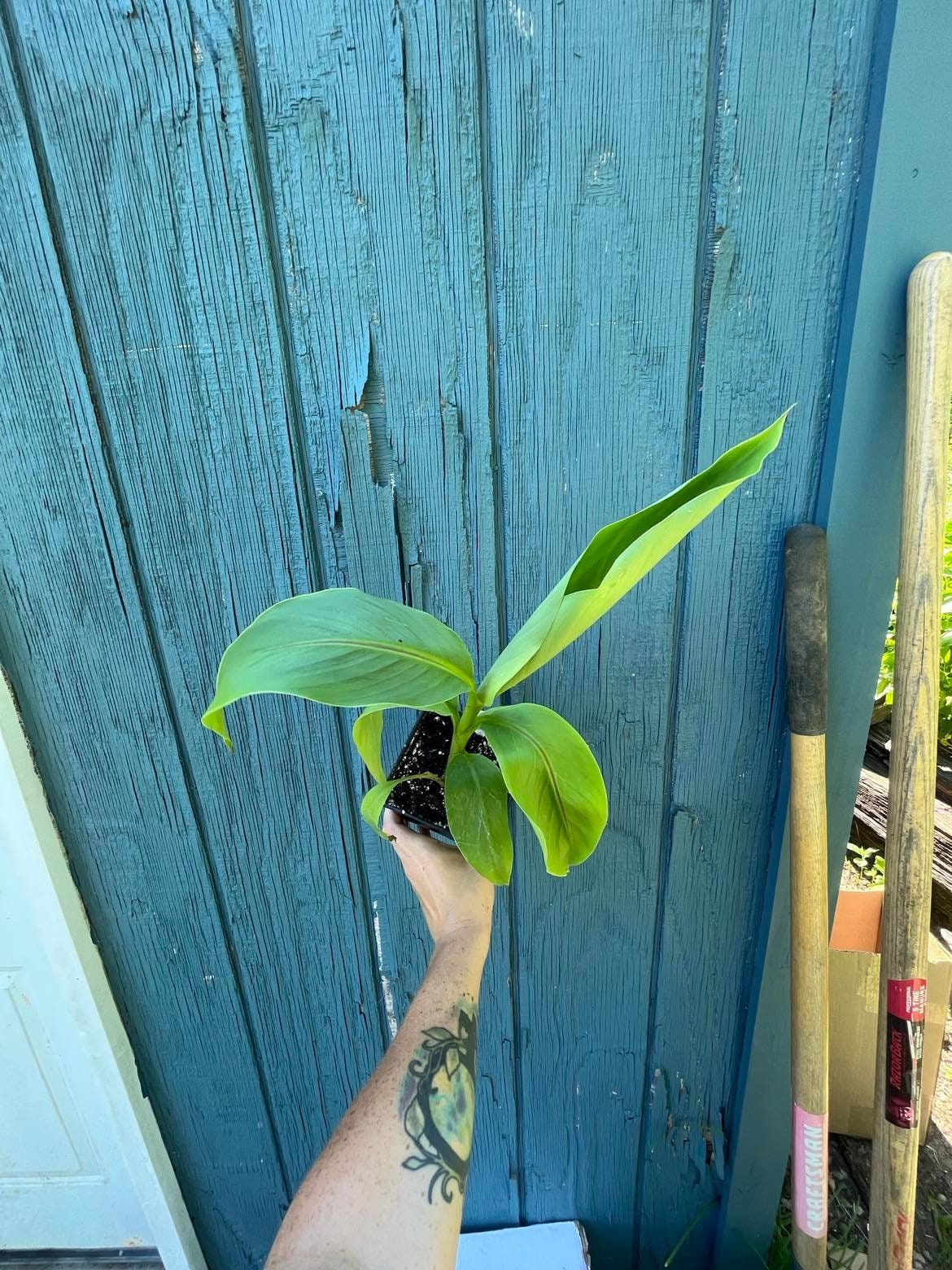 Musa Basjoo Hardy Banana Japanese Banana LIVE PLANT in 1 QUART - Etsy