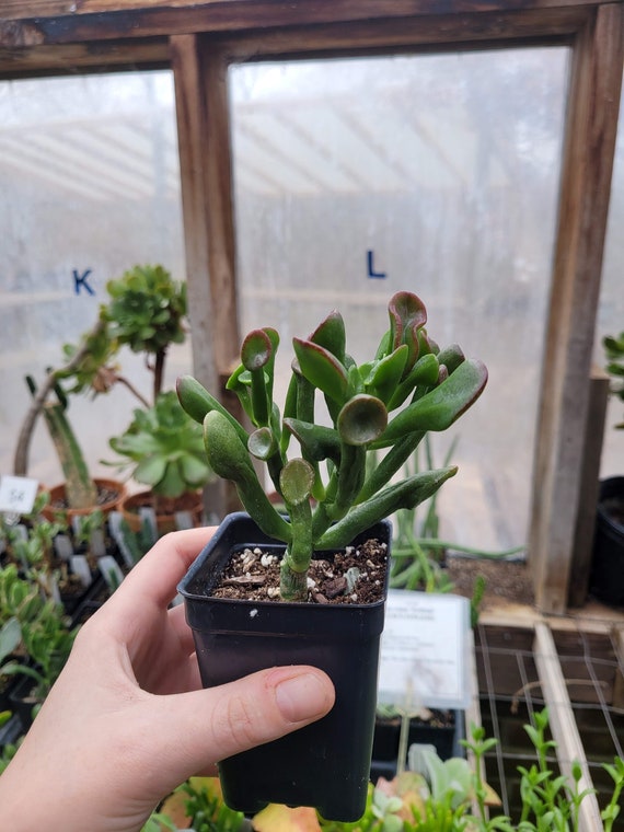 Crassula Ovata 'shrek's Ears' 'ogre Ears' | Etsy