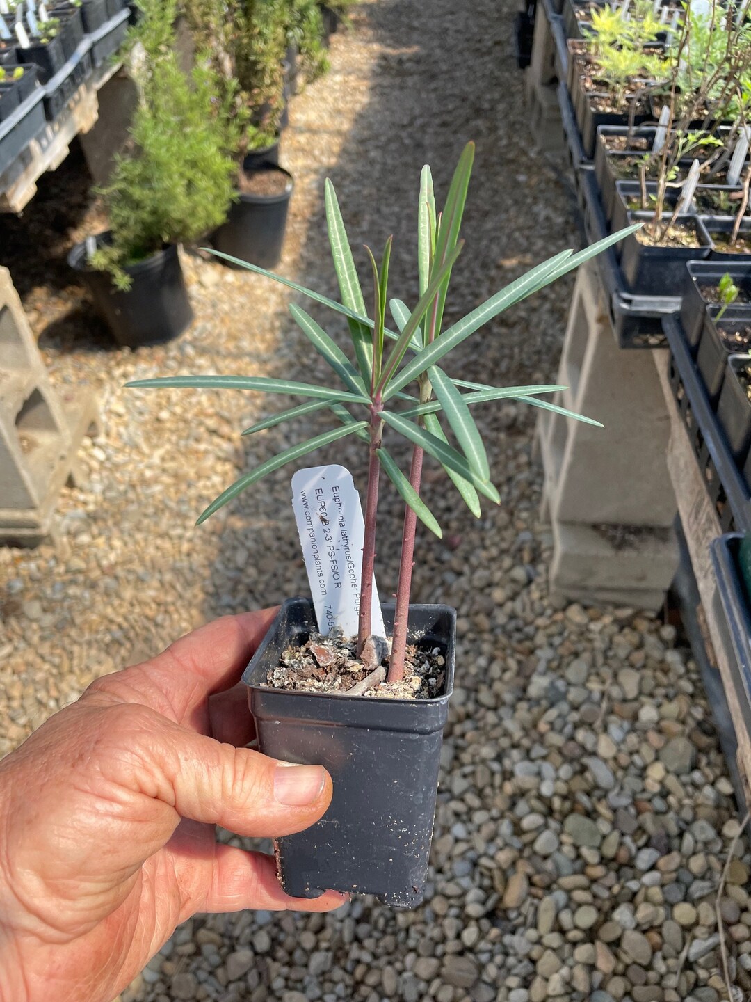 Euphorbia Lathyrus Gopher Purge Plant in 2.5 Inch Pot Mole Plant - Etsy