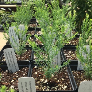 Sequoiadendron Giganteum GIANT SEQUOIA Live Tree in 6 Inch Pot Giant ...