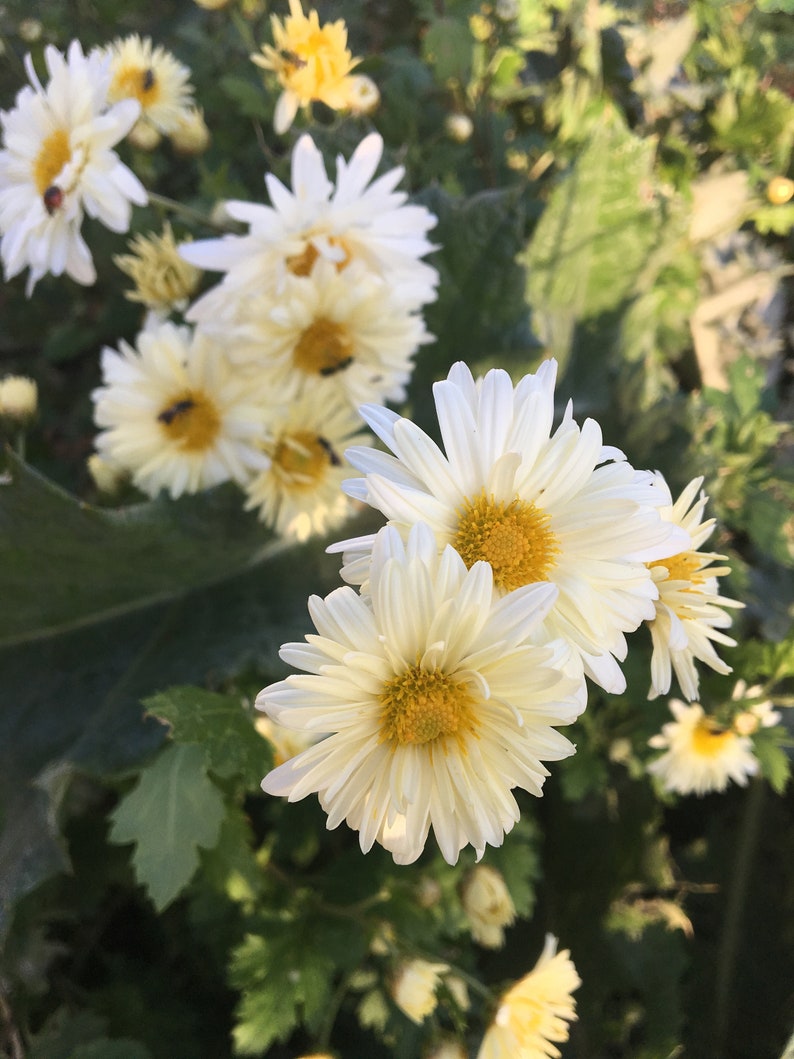 Chrysanthemum Morifolium JU HUA Plant in 2.5" Pot Tea Chrysanthemum ...