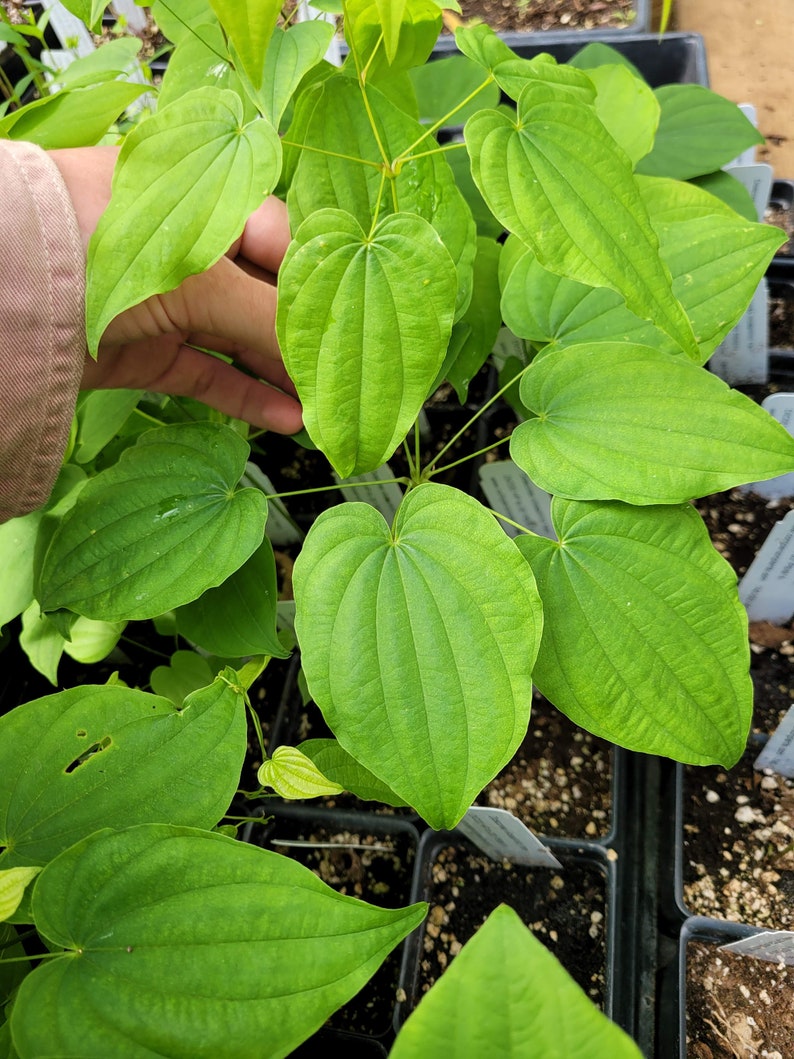 Dioscorea Villosa Wild Yam Plant in 2.5 Inch Pot Native - Etsy