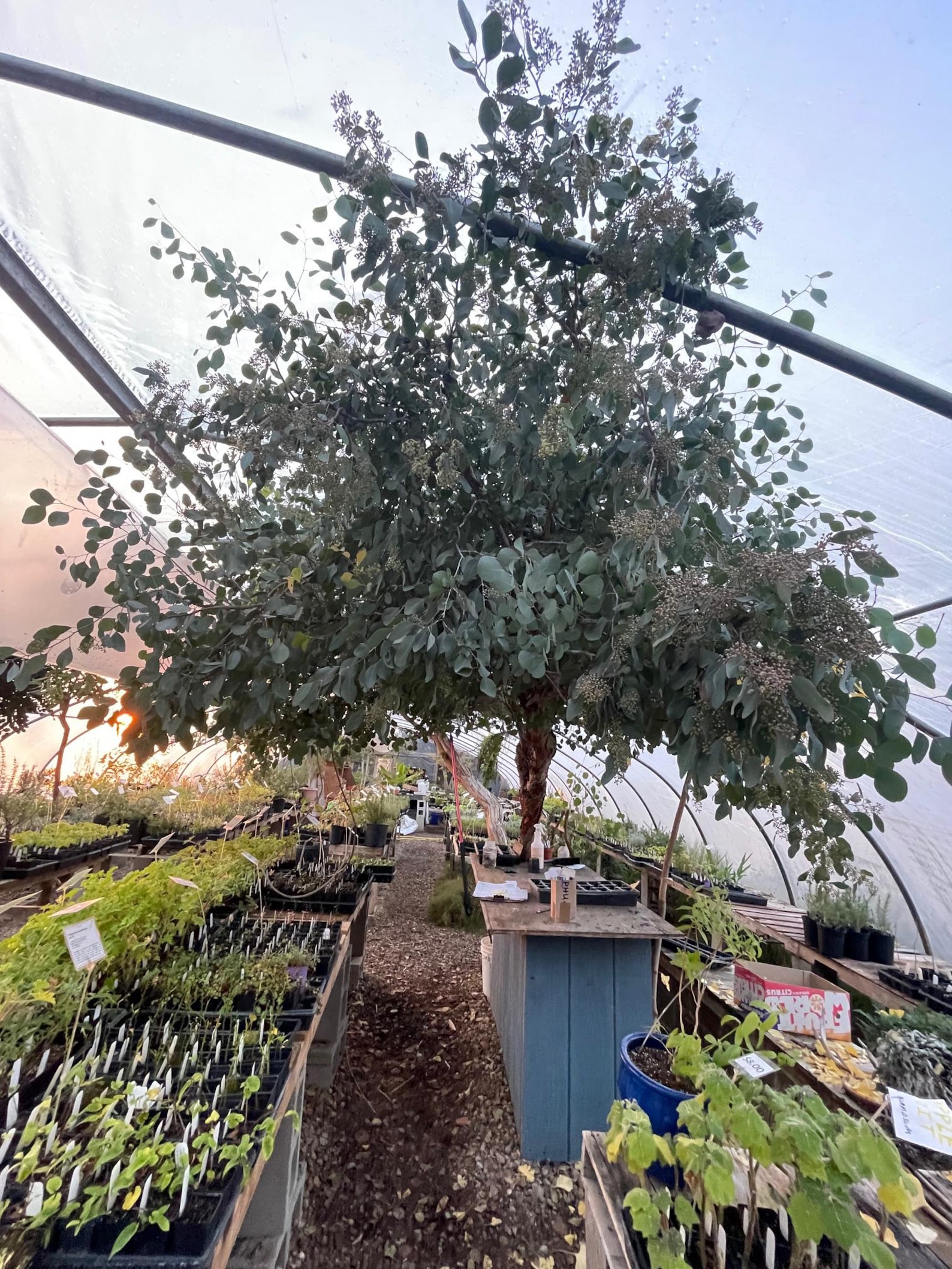 Eucalyptus Polyanthemos Red Box Eucalyptus Live Plant in 2.5" Pot - Etsy