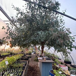 Eucalyptus Polyanthemos Red Box Eucalyptus Live Plant Gallon Pot - Etsy