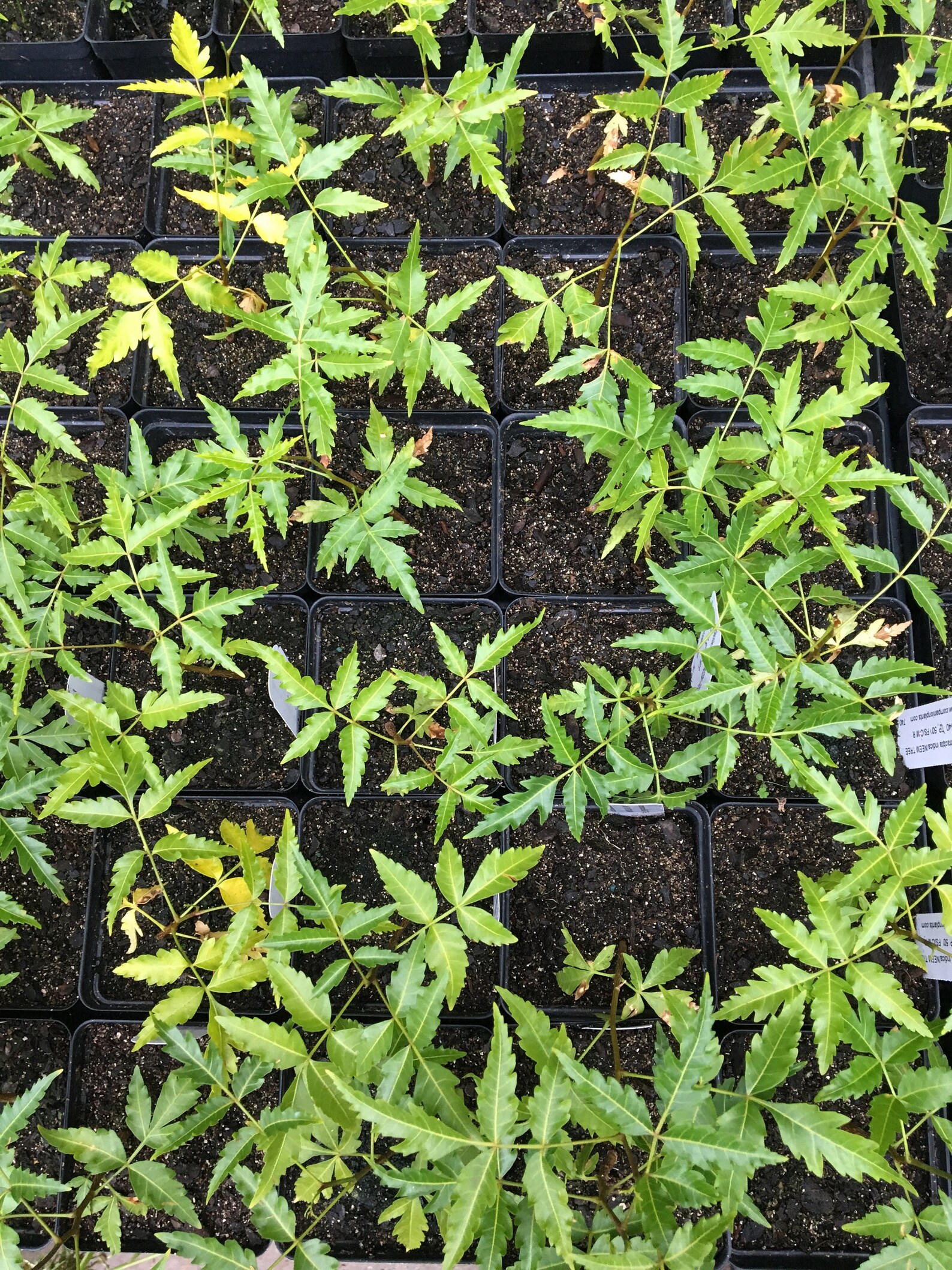 NEEM TREE Azadirachta indica Tropical Exotic Herb 4 inch pot | Etsy