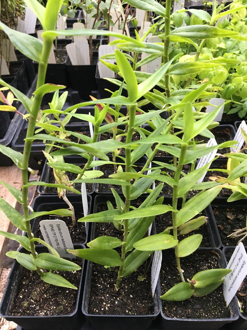 Epidendrum Radicans Fire Star Orchid Rainbow Orchid LIVE PLANT - Etsy