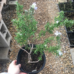 Rosmarinus Off. 'prostratus' Prostrate Rosemary Plant in Gallon Pot - Etsy