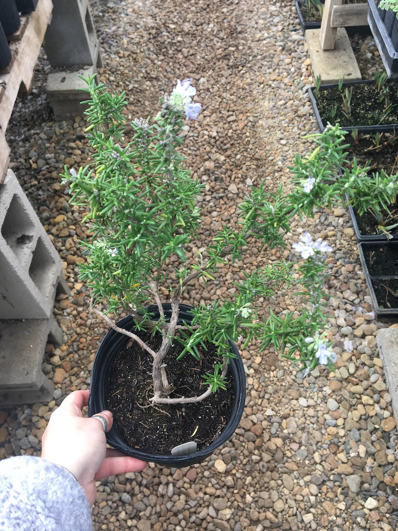 Rosmarinus Off. 'prostratus' Prostrate Rosemary Plant in Gallon Pot - Etsy