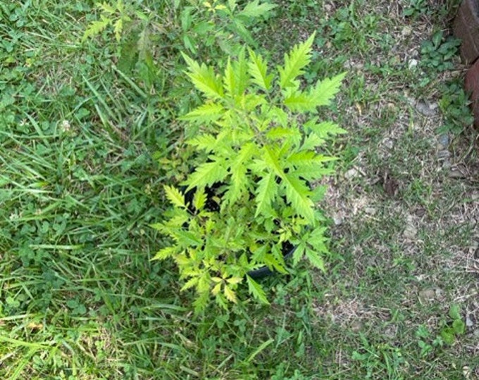 Vitex Negundo Var Heterophylla Lace Leaved Vitex in Gallon Pot Aromatic ...