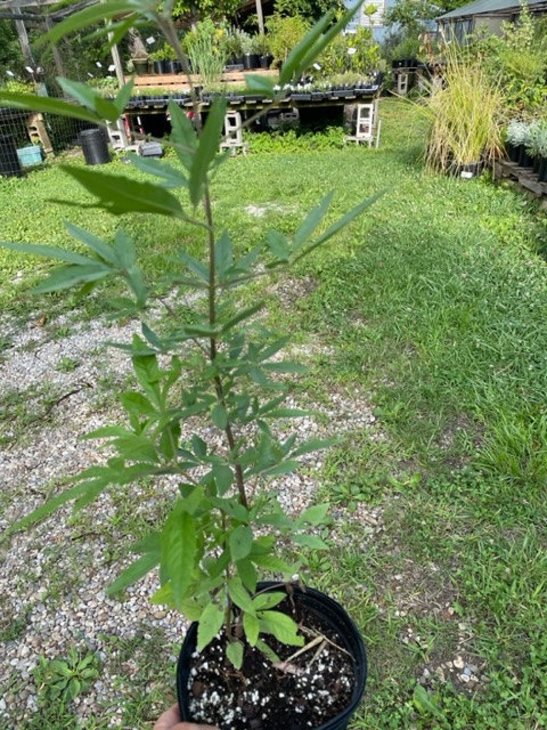Vitex Agnus-castus Chaste Tree Chaste Berry in Gallon Pot Aromatic ...