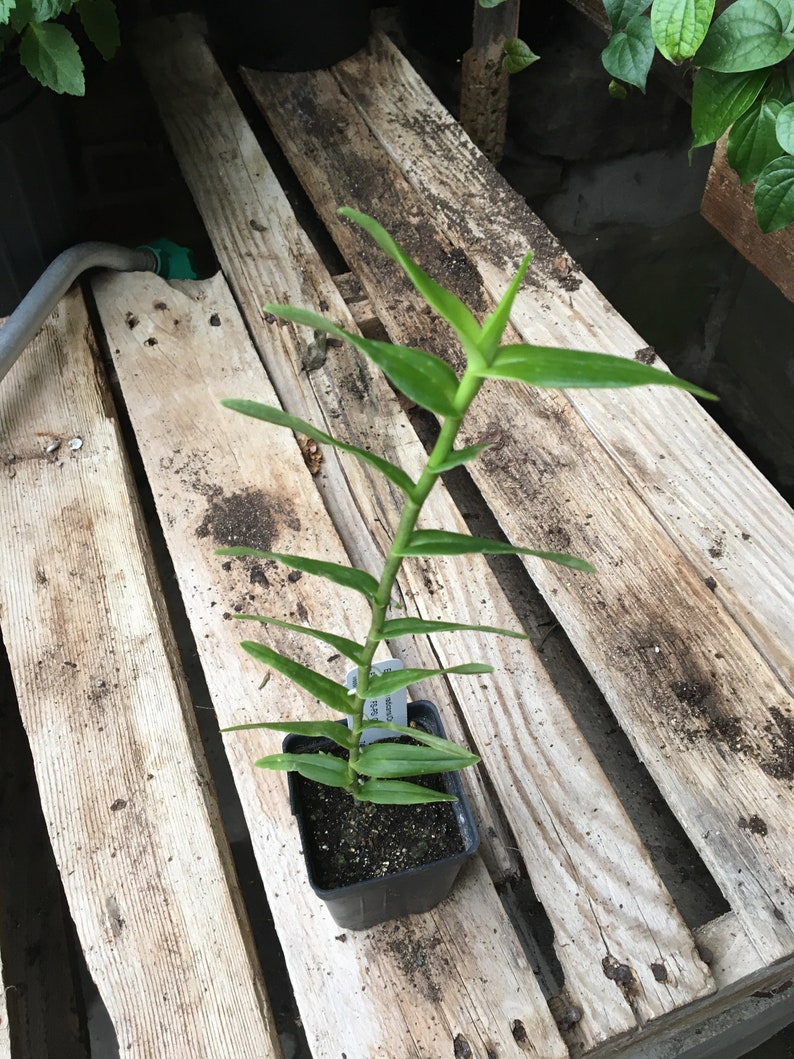 Epidendrum Radicans Fire Star Orchid Rainbow Orchid LIVE PLANT - Etsy