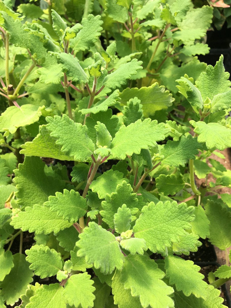 Tetradenia Riparia Iboza Riparia LIVE PLANT in 2.5 Inch Pot | Etsy