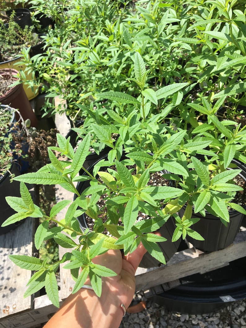 Aloysia Triphylla LEMON VERBENA Live Plant in GALLON Size Pot - Etsy