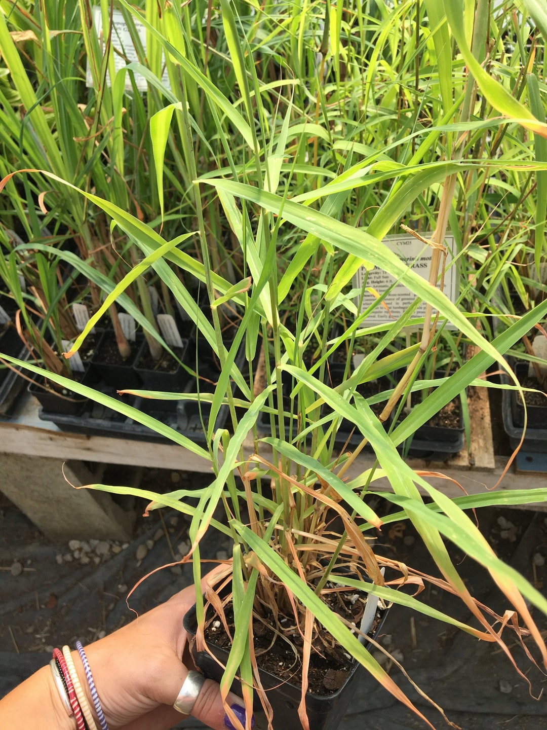 Cymbopogan Marinii Motia Palmarosa Grass Live Plant in 4 Inch Pot - Etsy