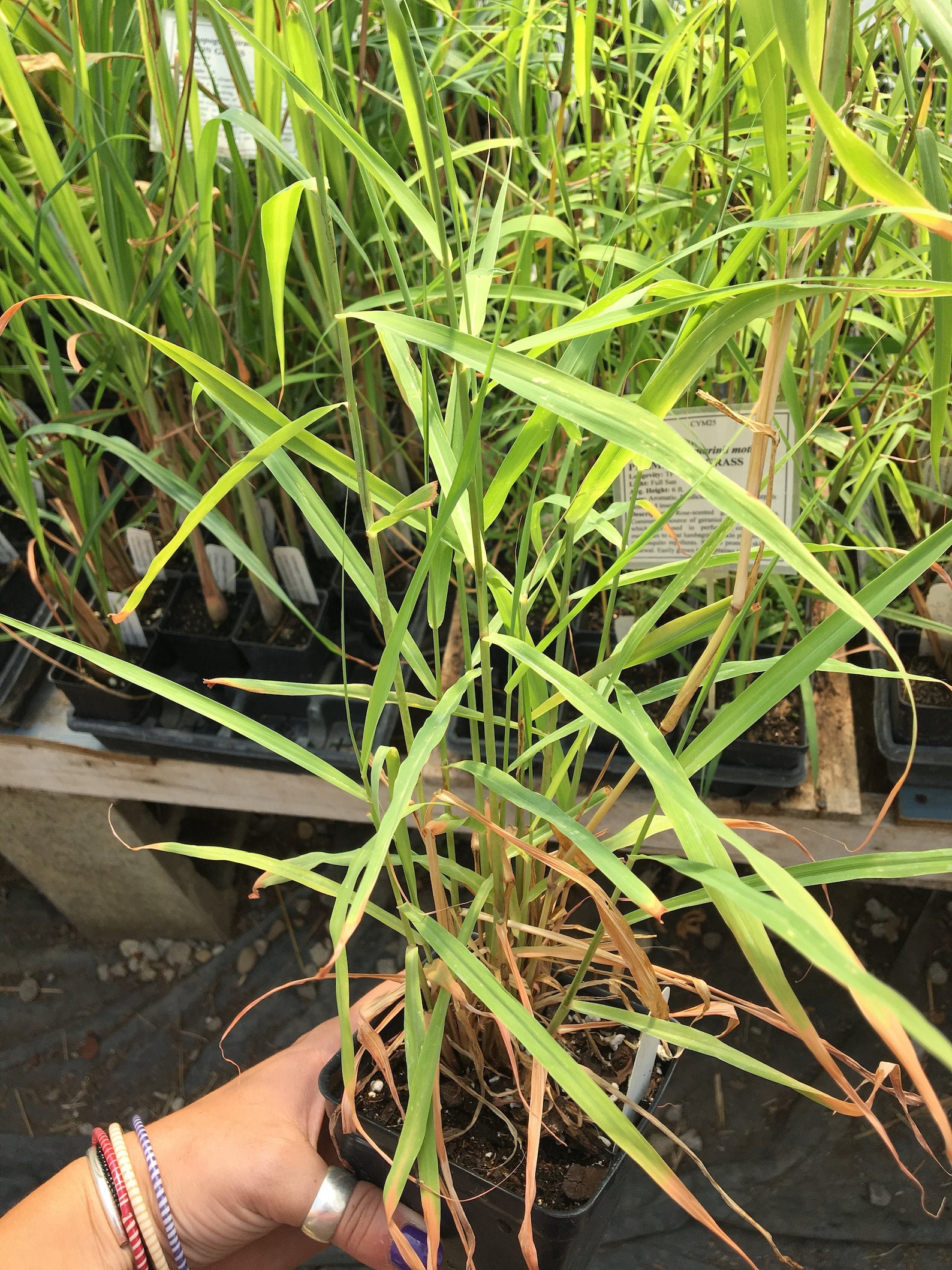 Cymbopogan marinii motia PALMAROSA GRASS live plant in 4 inch | Etsy