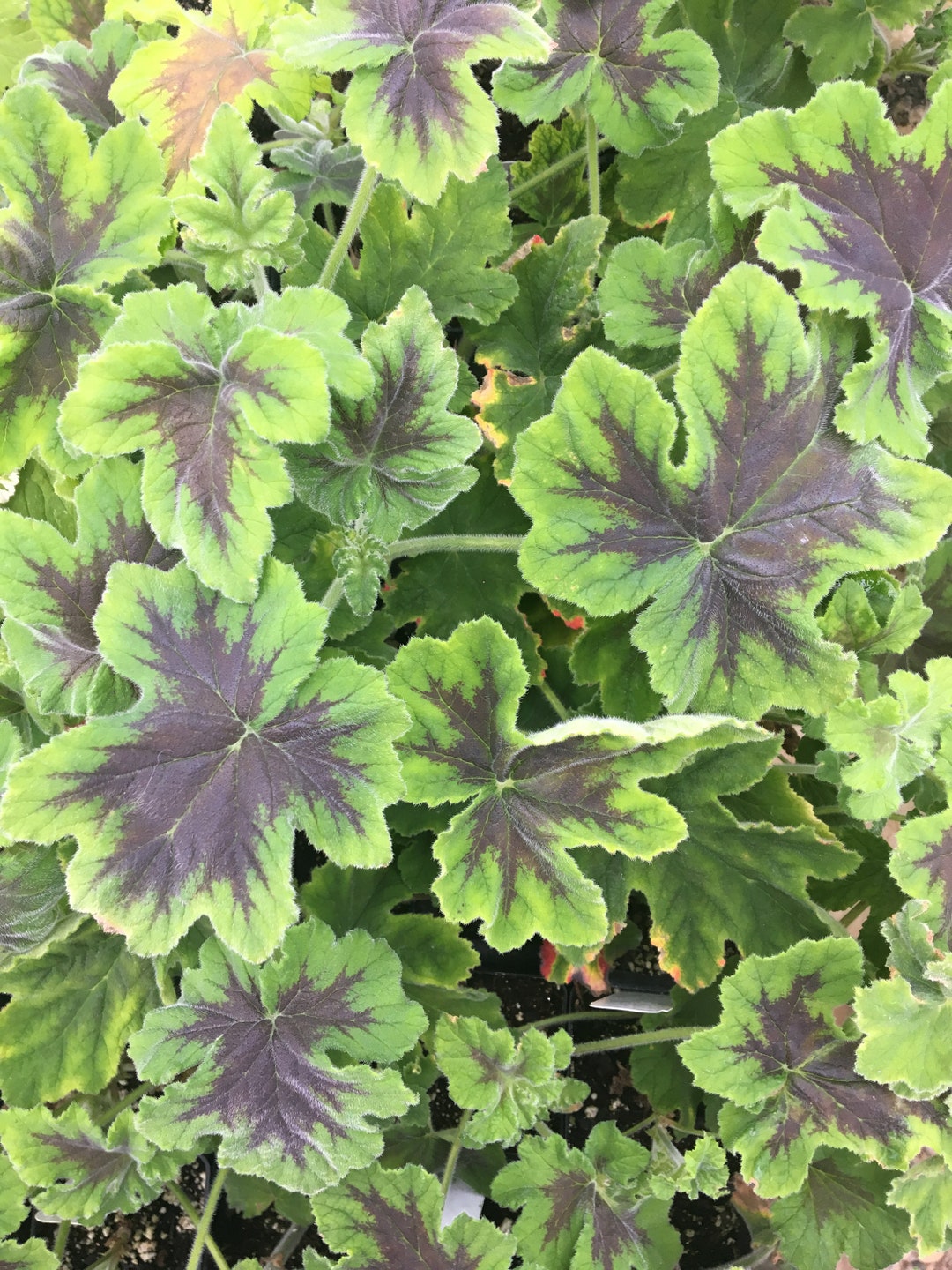Pelargonium Var. 'chocolate Mint' Geranium Plant in 2.5 Inch Pot - Etsy
