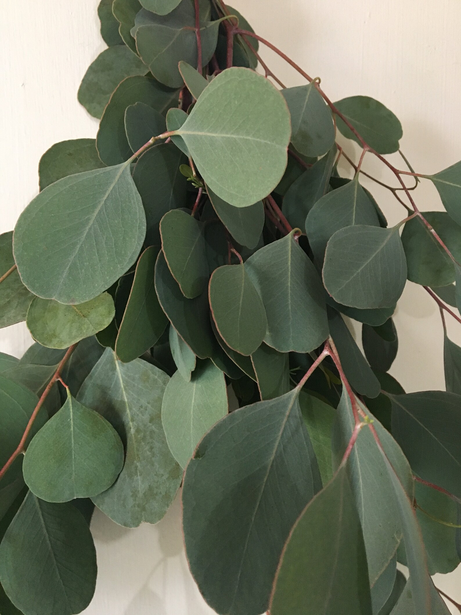 Fresh Red Box Eucalyptus Leaves: Shower Bundle, Wedding Decor - Etsy
