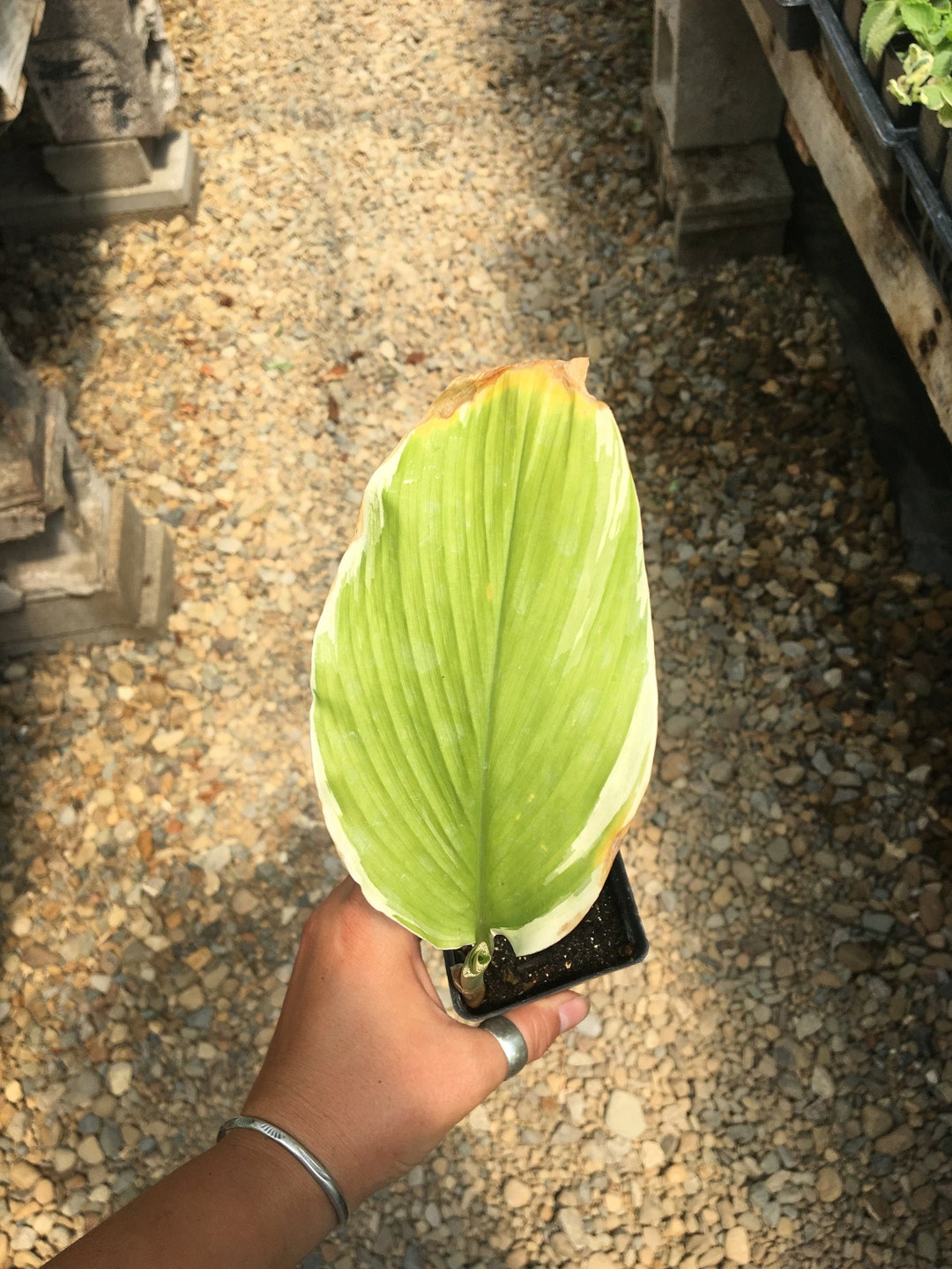 Curcuma Domestica Variegata Emperor Turmeric Variegated Turmeric Plant ...