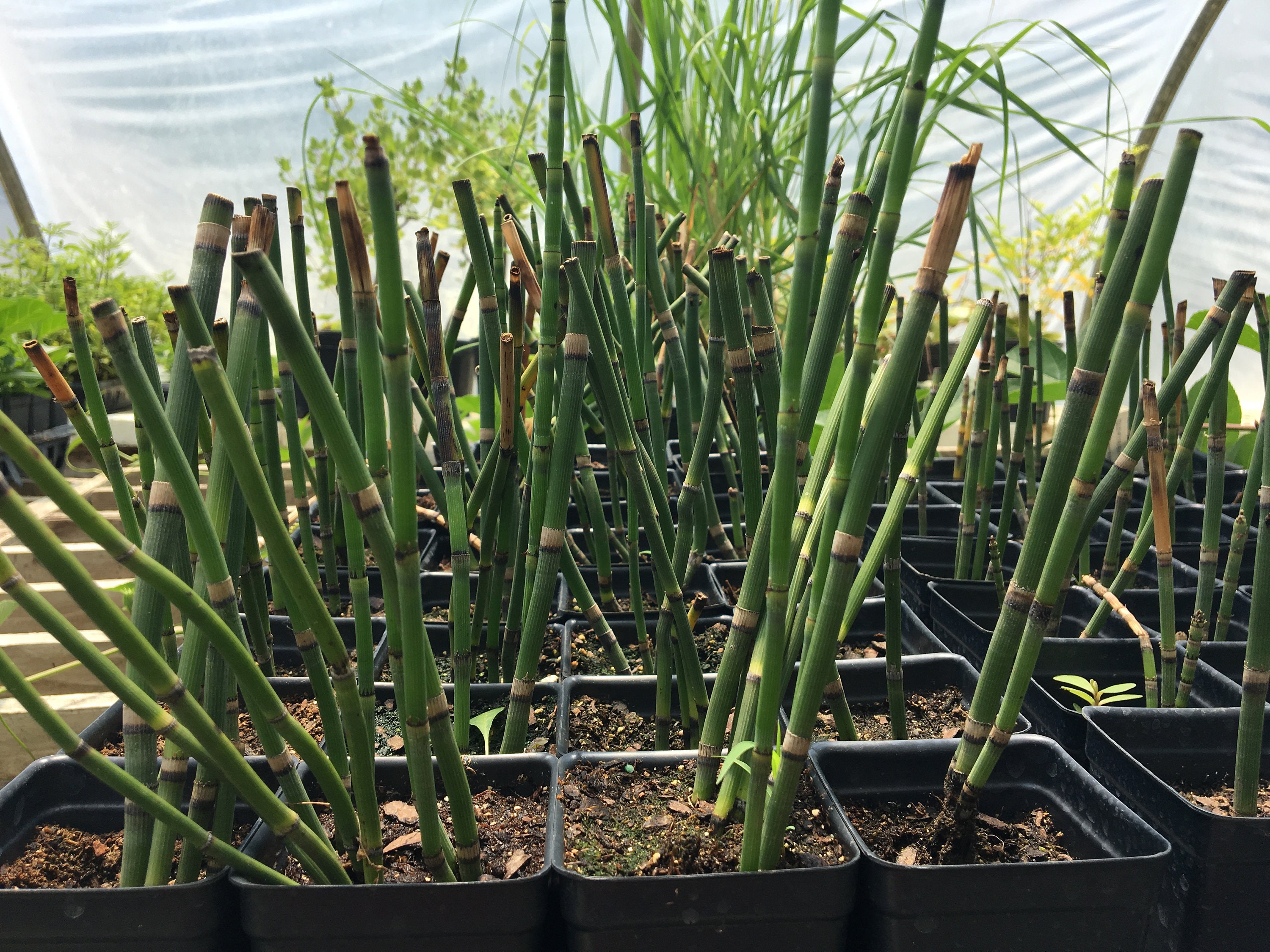 Equisetum Hyemale Scrubbing Rushes Horsetail Plant in 2.5 Inch Pot - Etsy