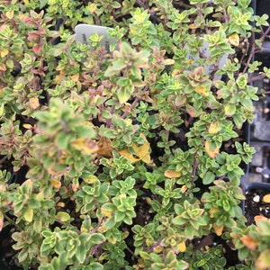 Thymus X Citriodorus 'aureus' Gold Variegated Lemon Thyme Plant in 2.5 ...