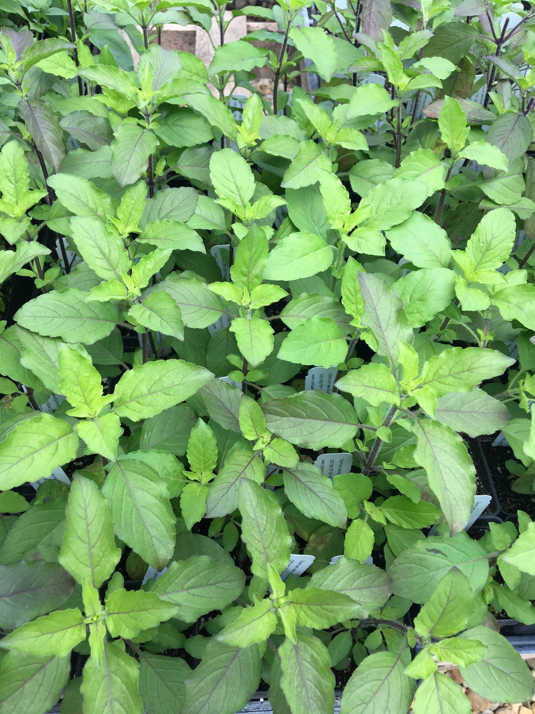 Ocimum Sanctum Holy Basil Plant Purple Tulsi 2.5 Inch Pot Aromatic - Etsy