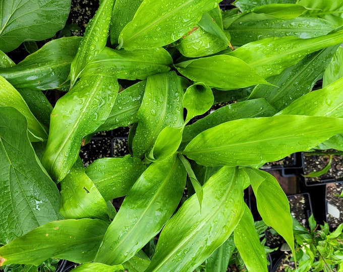 Zingiber Mioga Myoga Ginger Japanese Ginger Live Plant in 4 Inch Pot ...