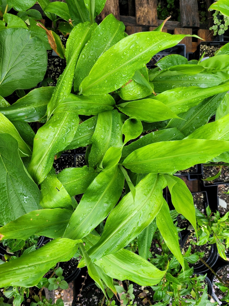 Zingiber Mioga Myoga Ginger Japanese Ginger Live Plant in 4 Inch Pot Culinary Cold Hardy - Etsy