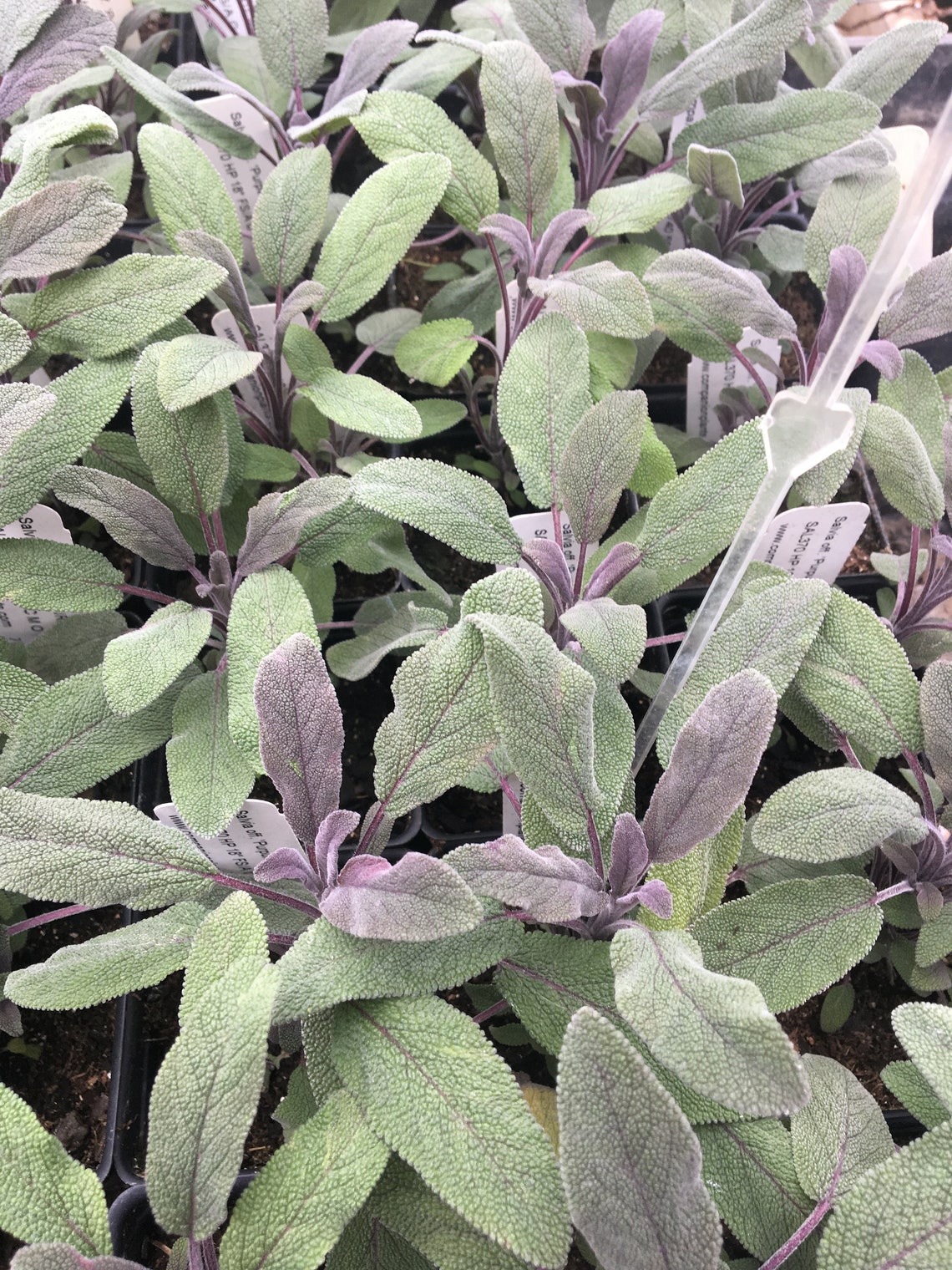 Salvia officinalis 'Purpurea' Purple Sage LIVE PLANT | Etsy