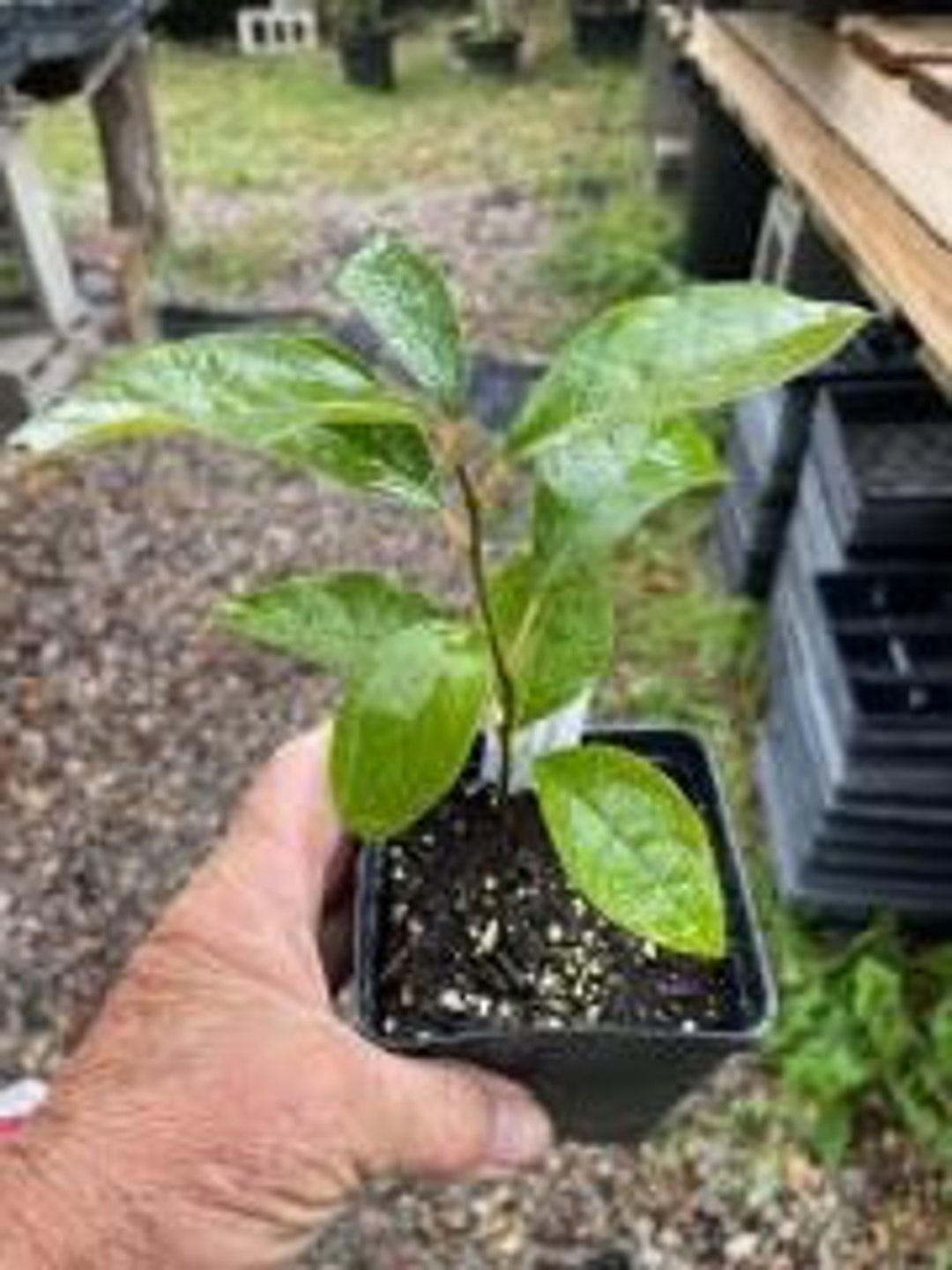Lindera Benzion Spicebush Plant 2.5 Inch Pot Native - Etsy