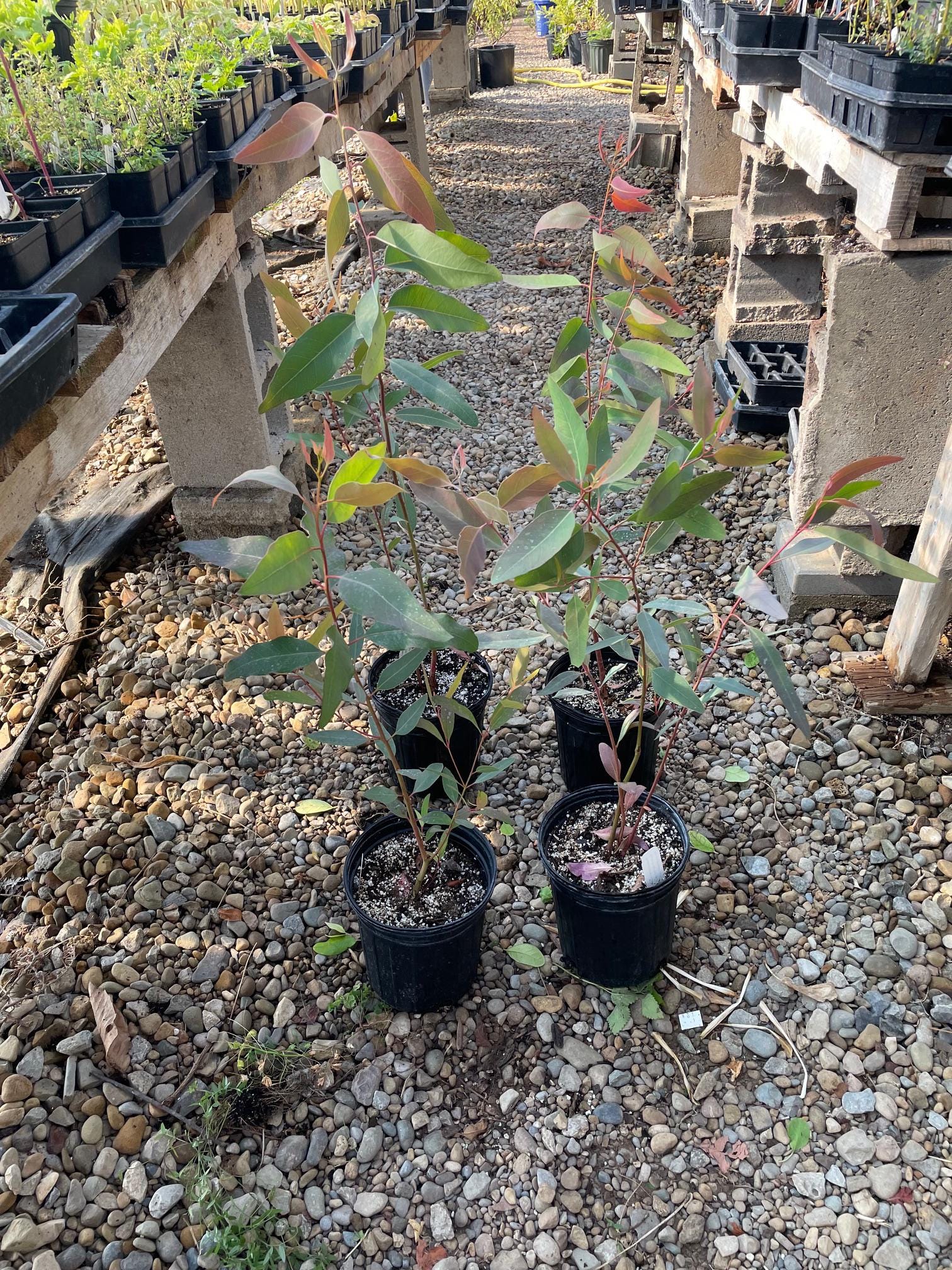 Eucalyptus Camaldulensis River Red Gum Eucalyptus Tree in Gallon Pot - Etsy